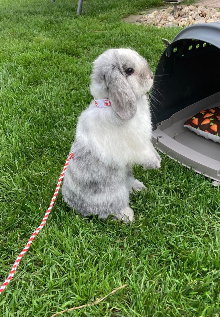 Projevy a řeč těla králíků: Co mi tím chce králík říct? - Králičí deník | Králičí deník