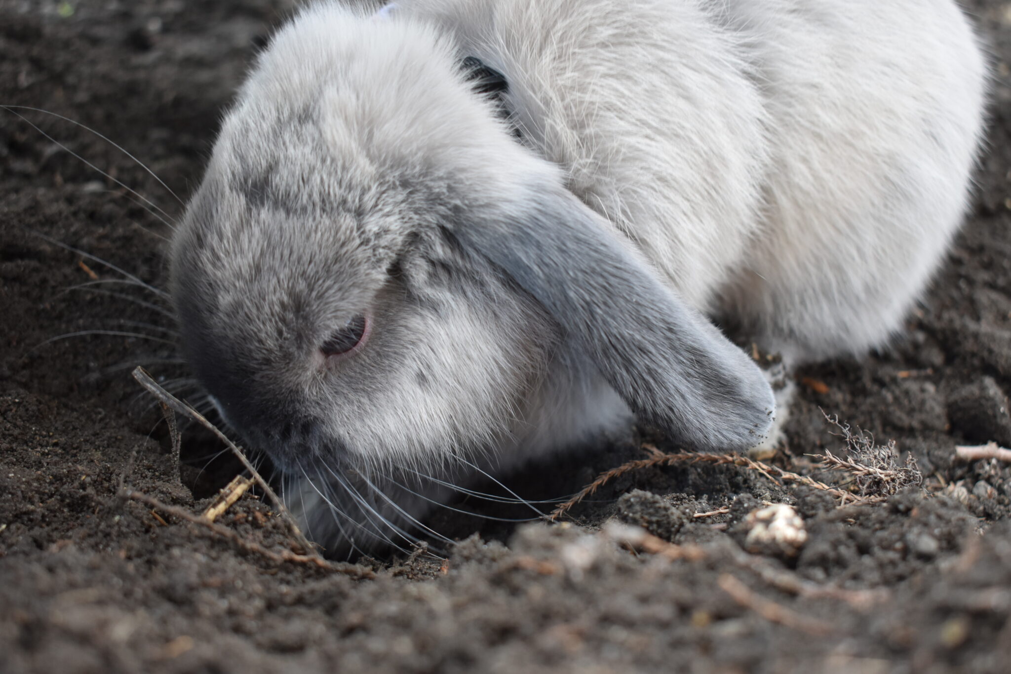 Projevy a řeč těla králíků: Co mi tím chce králík říct? - Králičí deník | Králičí deník