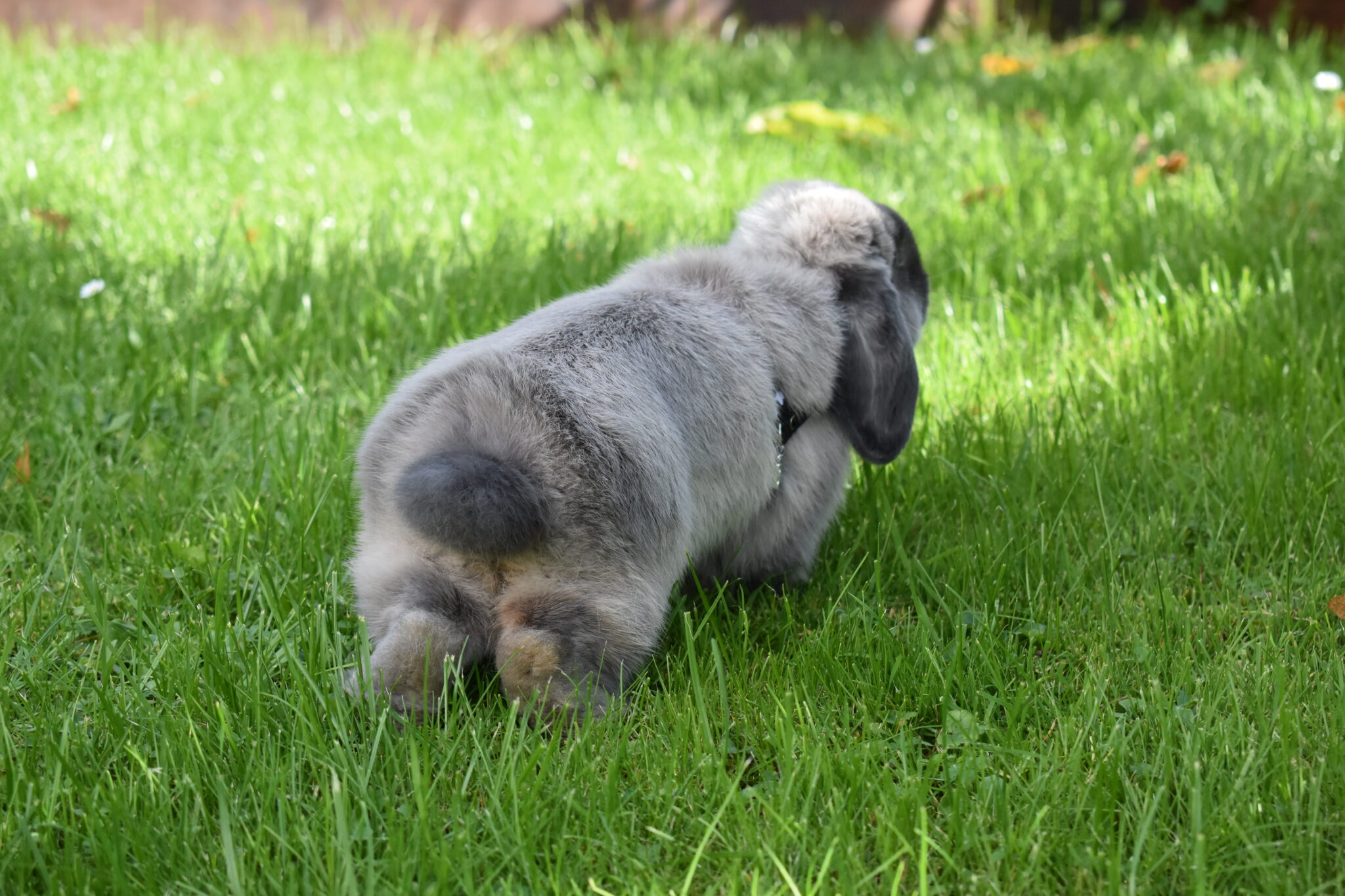 Projevy a řeč těla králíků: Co mi tím chce králík říct? - Králičí deník | Králičí deník