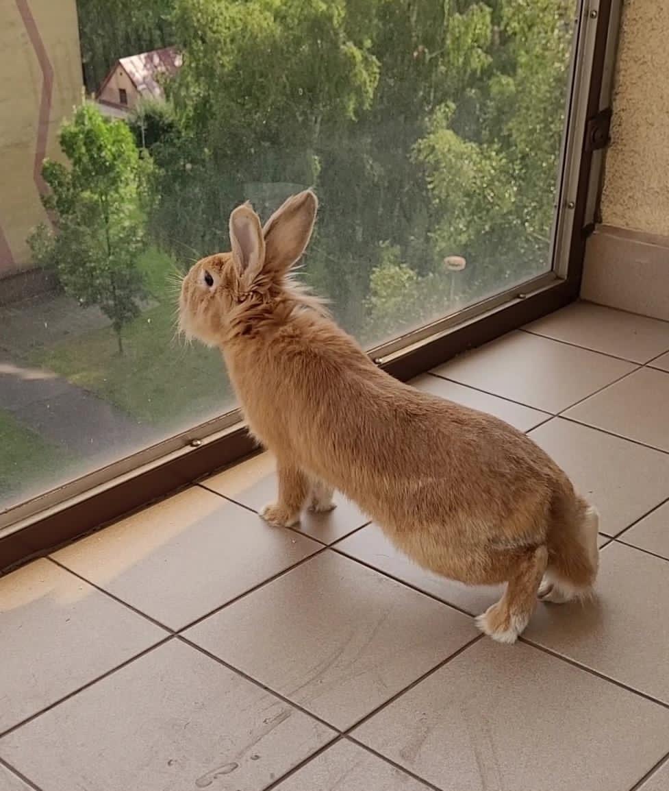 Projevy a řeč těla králíků: Co mi tím chce králík říct? - Králičí deník | Králičí deník