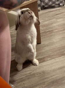 Projevy a řeč těla králíků: Co mi tím chce králík říct? - Králičí deník | Králičí deník