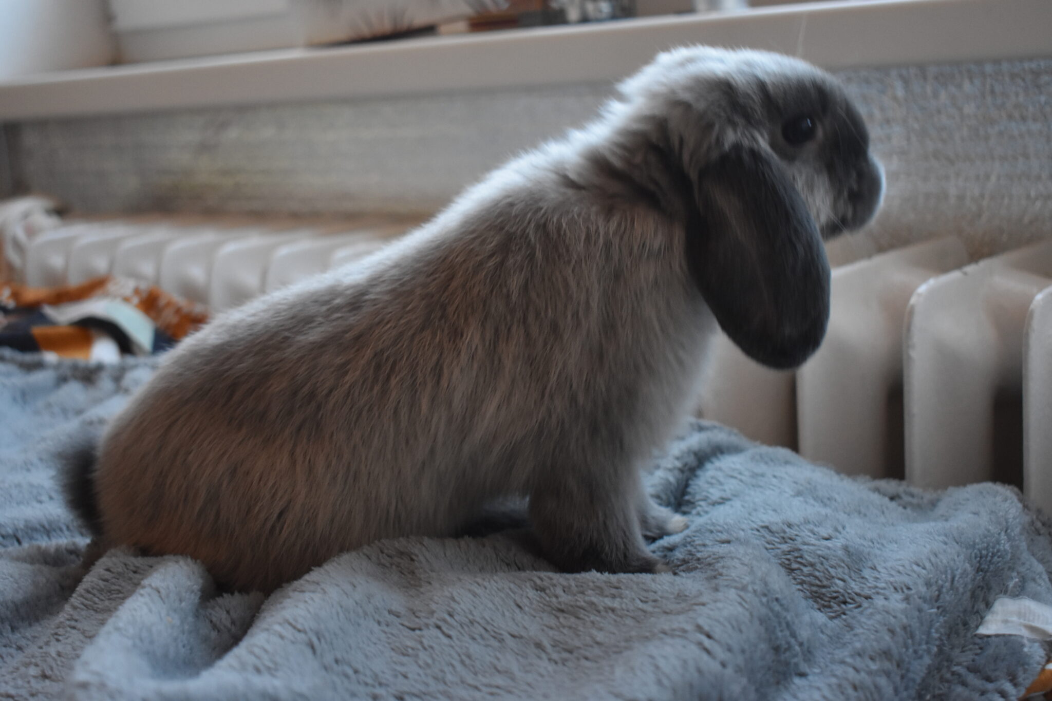 Projevy a řeč těla králíků: Co mi tím chce králík říct? - Králičí deník | Králičí deník