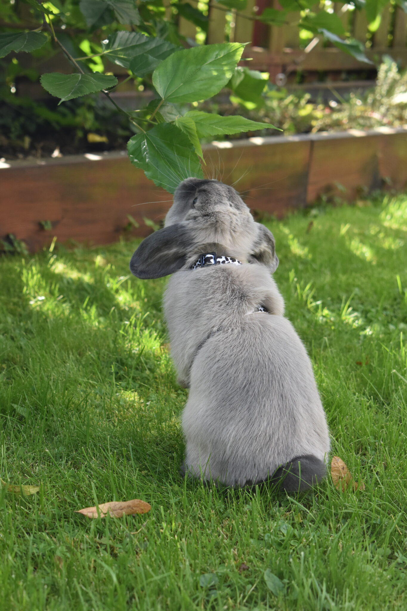Projevy a řeč těla králíků: Co mi tím chce králík říct? - Králičí deník | Králičí deník
