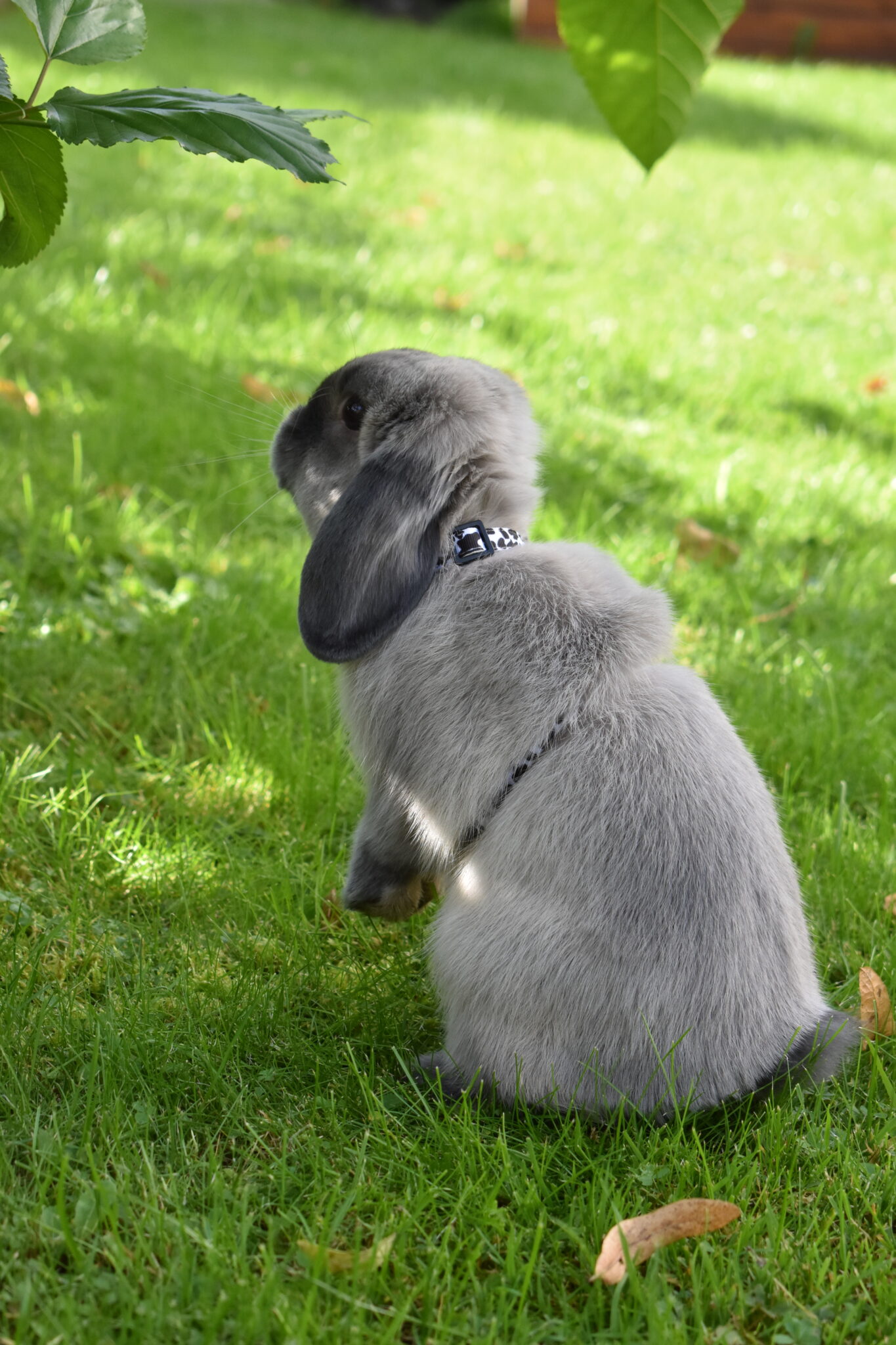Projevy a řeč těla králíků: Co mi tím chce králík říct? - Králičí deník | Králičí deník