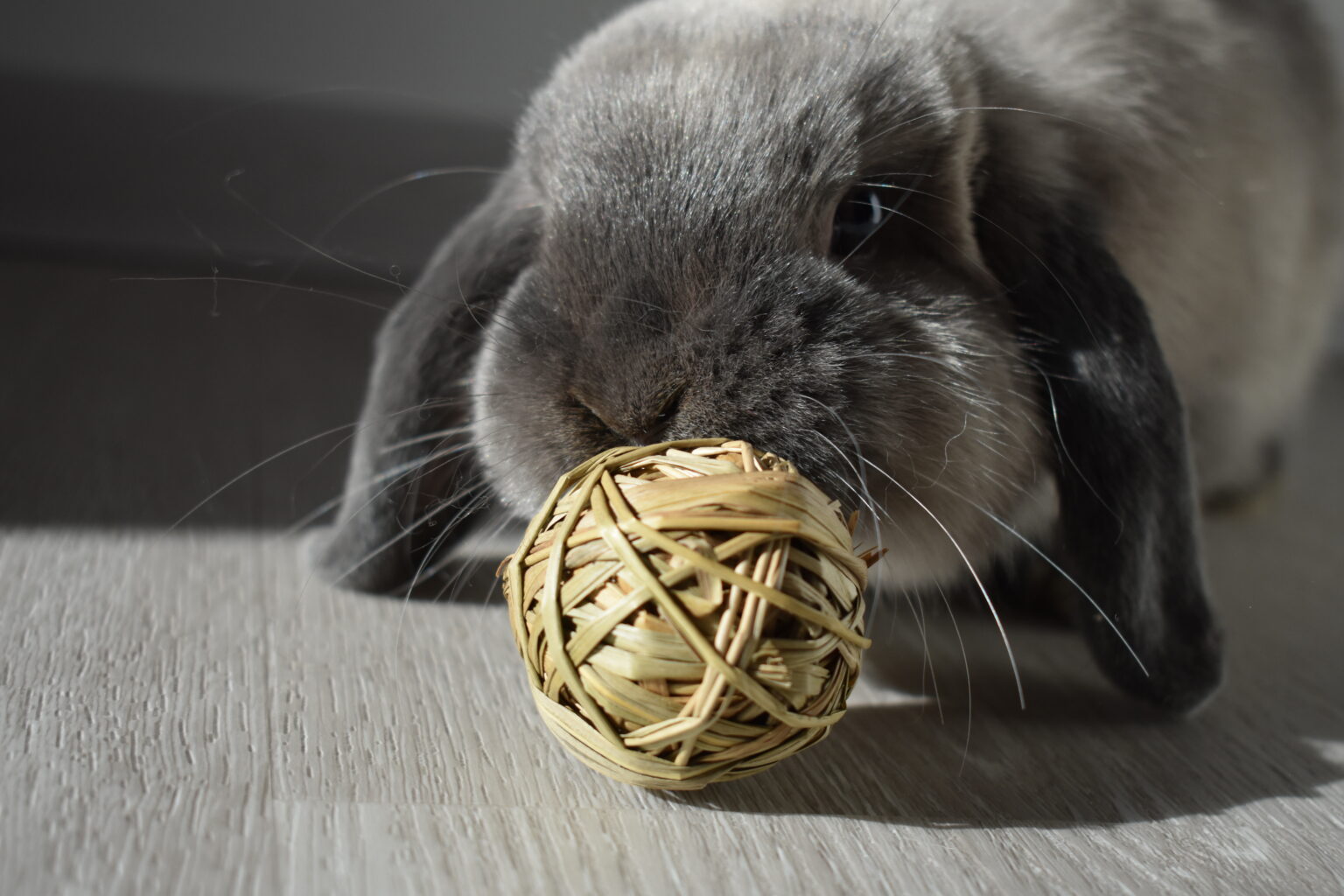 Projevy a řeč těla králíků: Co mi tím chce králík říct? - Králičí deník | Králičí deník