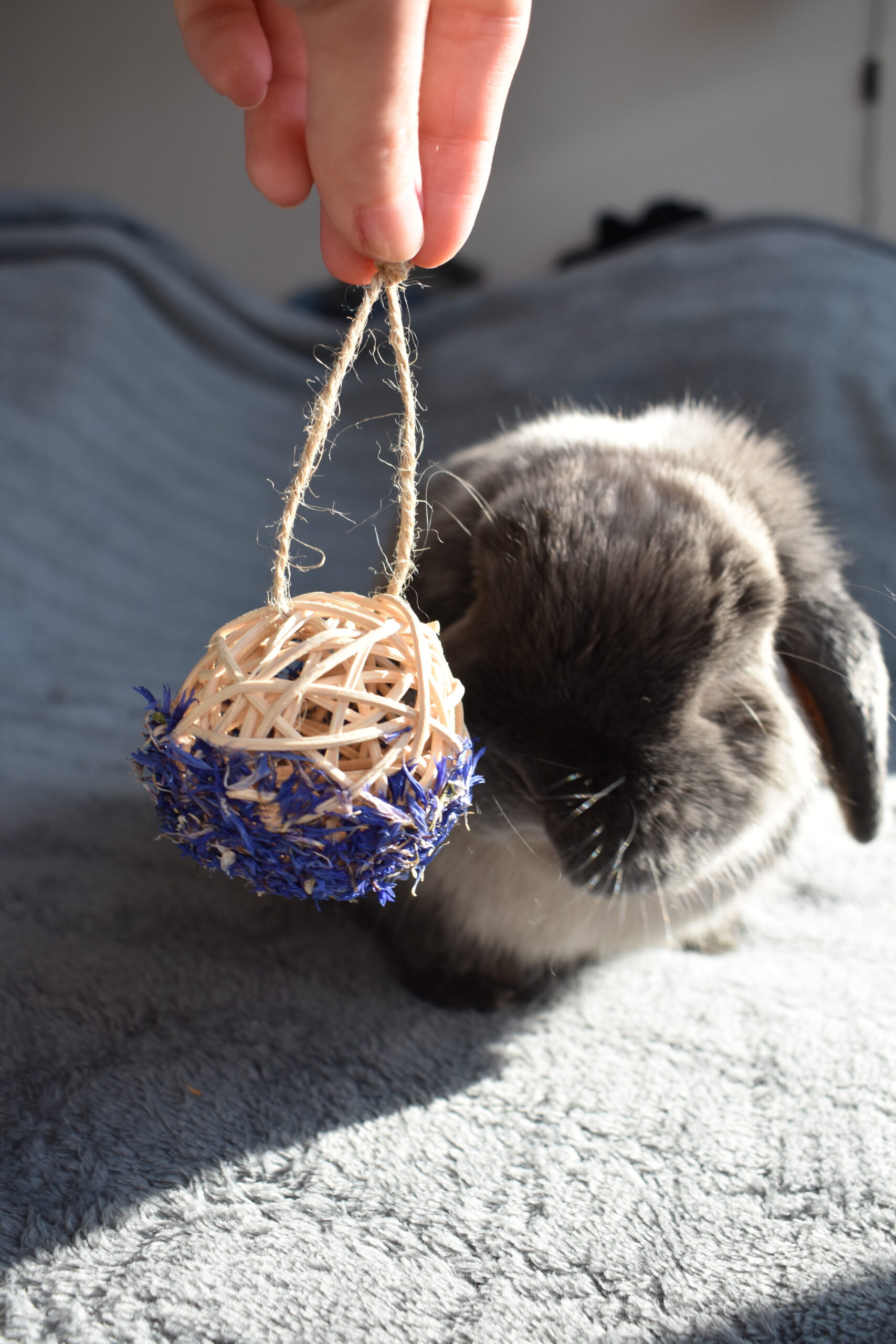 Projevy a řeč těla králíků: Co mi tím chce králík říct? - Králičí deník | Králičí deník