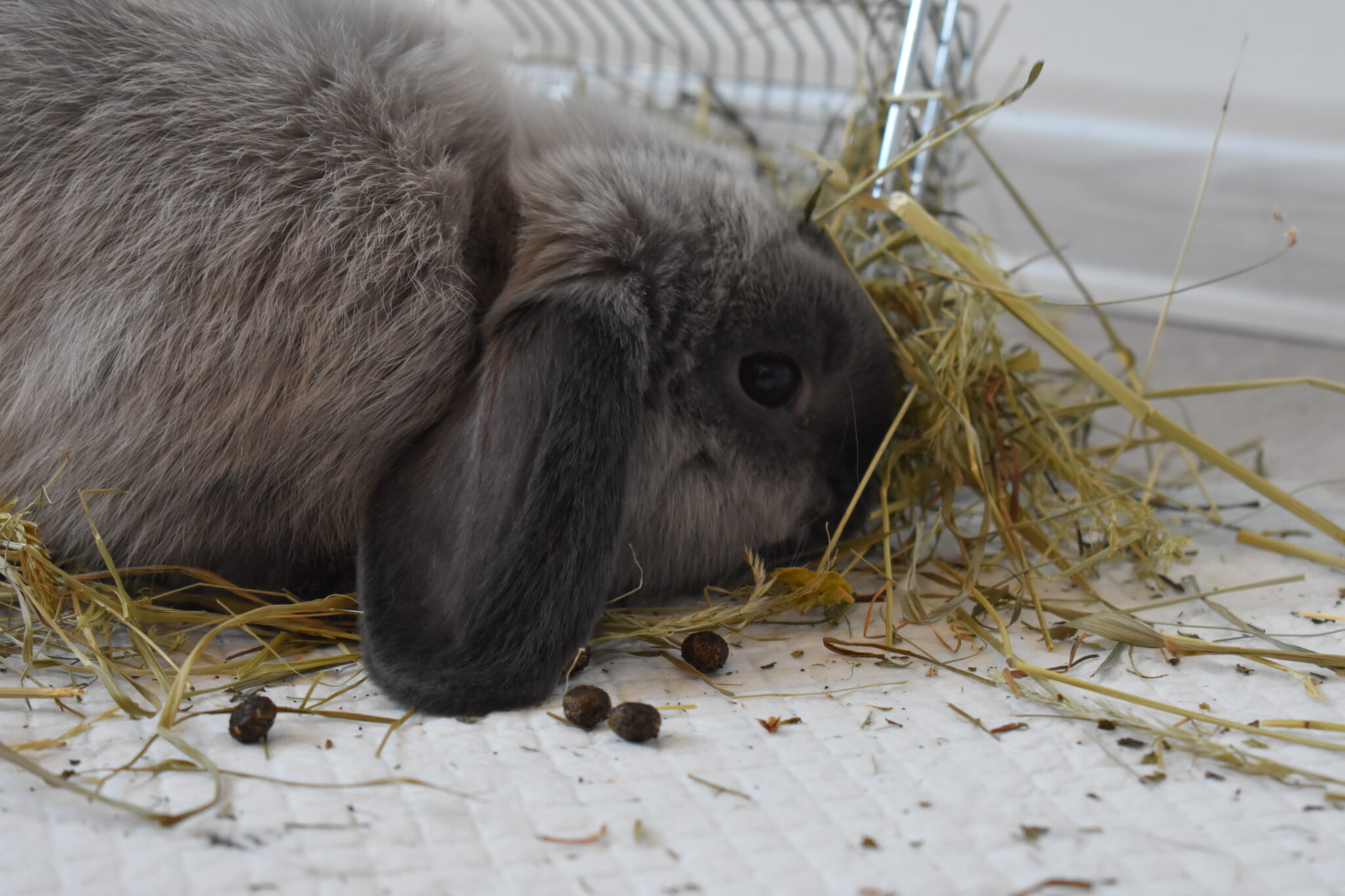 Projevy a řeč těla králíků: Co mi tím chce králík říct? - Králičí deník | Králičí deník