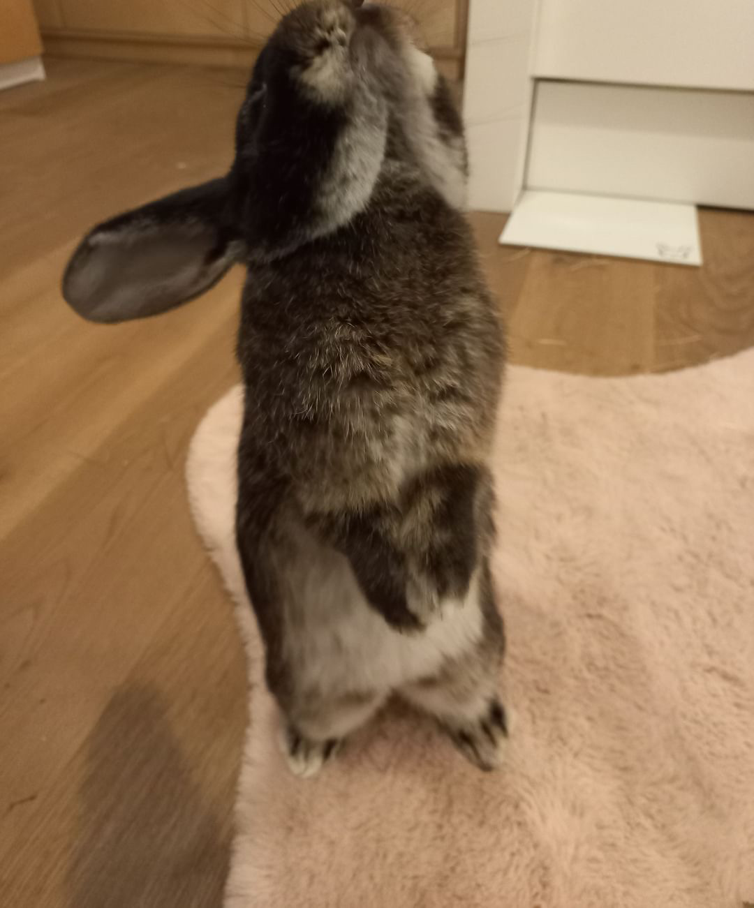 Projevy a řeč těla králíků: Co mi tím chce králík říct? - Králičí deník | Králičí deník